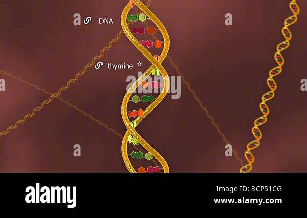 3D animation of UV radiation effects, showing its role in human DNA ...