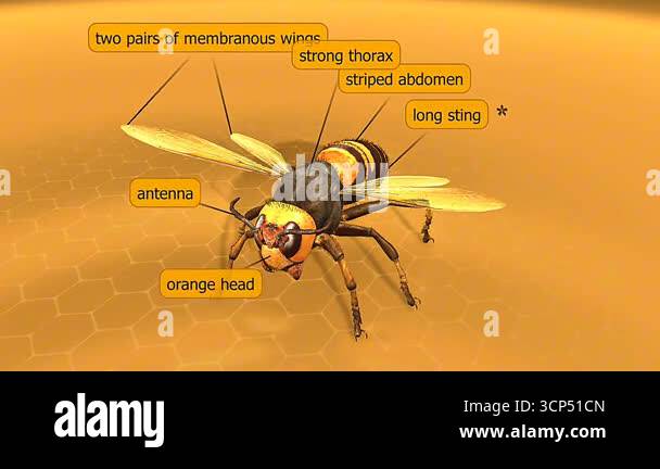 3D animation of Asian giant hornet queen anatomy, showing body ...