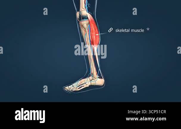 3D animation of functioning venous valve, showing unidirectional blood ...