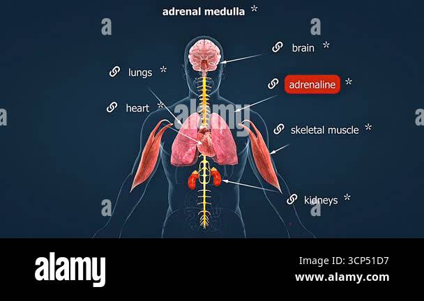 3D animation showing release of adrenaline from adrenal medulla and its ...