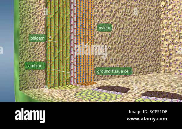 3D animation of plant meristematic tissue in cambium, showing secondary ...
