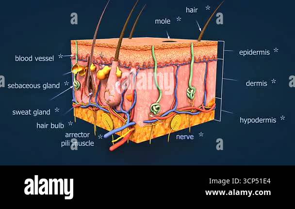 3D animation of skin cell anatomy, showing layers, organelles, and ...