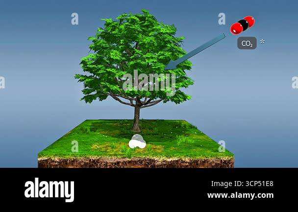 3D animation of the principle of photosynthesis, showing how plants ...