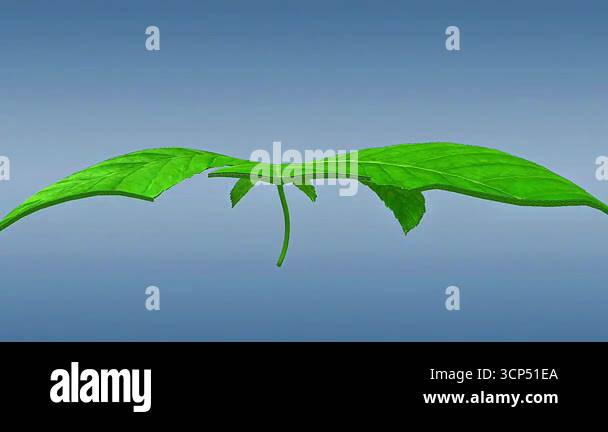 3D animation of plant mesophyll tissue, illustrating its structure and ...