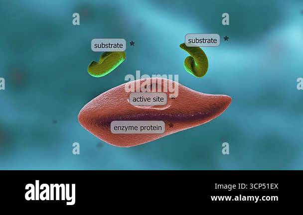 3D animation illustrating enzymes, showing their structure, function ...
