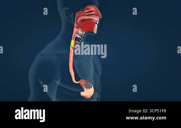 3D animation showing the swallowing of food, depicting the movement ...