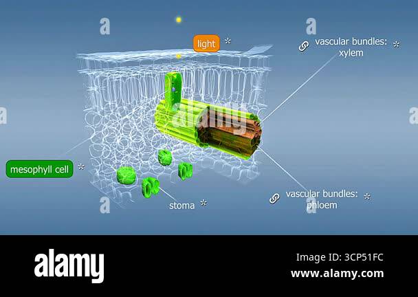 3D animation of the process of photosynthesis, showing sunlight, water ...