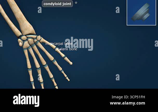 3D animation of condyloid joint movement, demonstrating bone articulation and smooth functional ...