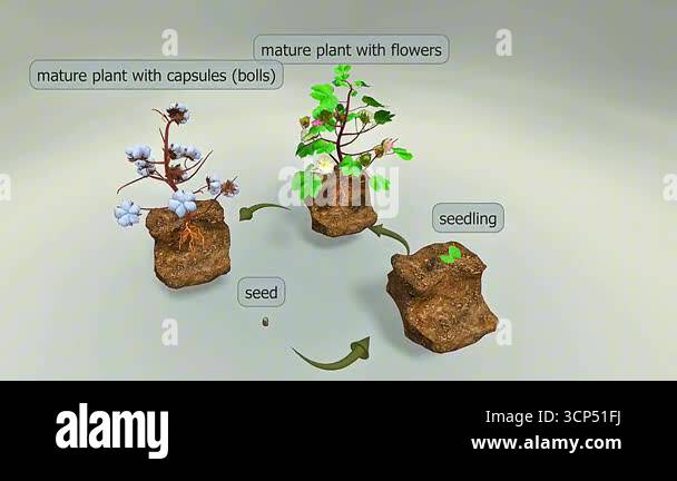 3D animation illustrating life cycle of cotton plant from germination ...