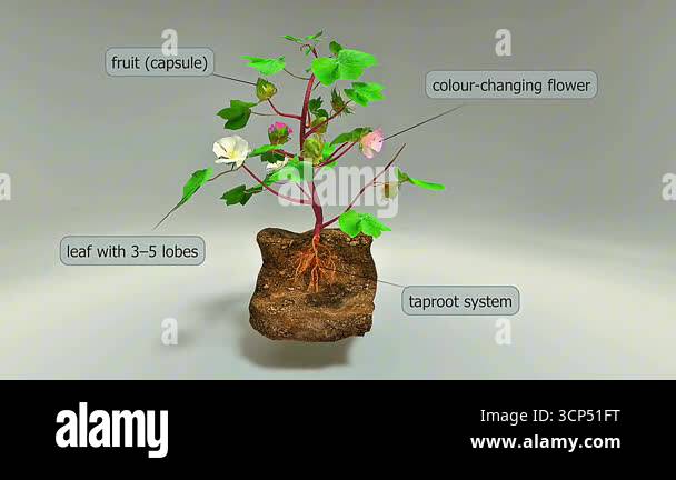 Seed development Stock Videos & Footage - HD and 4K Video Clips - Alamy