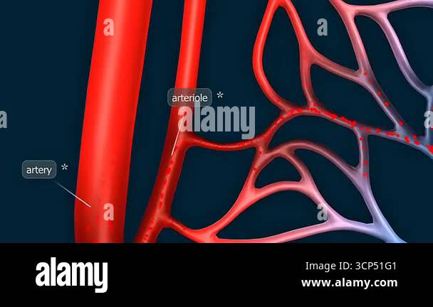 3D animation showing blood flowing inside arteries, veins, and ...