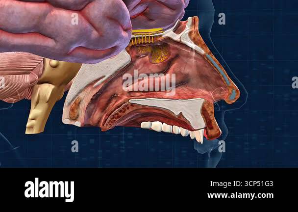 3D animation of olfactory bulb and sense of smell, showing odor ...