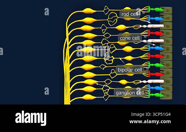 3D animation showing light passing through human retina, illustrating ...