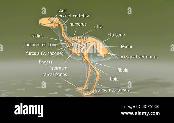 Study of bird anatomy Stock Videos & Footage - HD and 4K Video Clips ...
