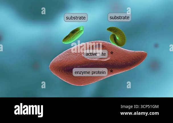 3d Animation Illustrating Enzyme Reactions Showing Substrates Binding To Active Sites And