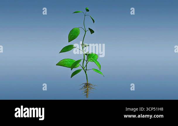 3D animation of plant meristematic tissue, illustrating actively ...