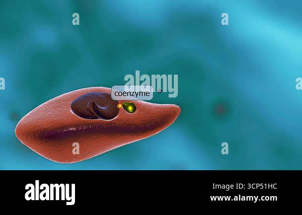 Illustration showing structure enzyme Stock Videos & Footage - HD and ...