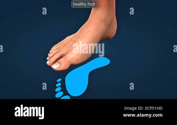 Healthy foot anatomy Stock Videos & Footage - HD and 4K Video Clips - Alamy