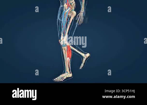 3D animation of venous circulation through venous valve, showing blood ...