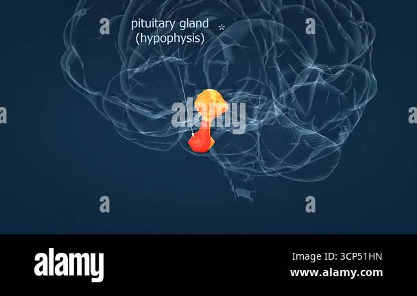 Pituitary gland location Stock Videos & Footage - HD and 4K Video Clips ...
