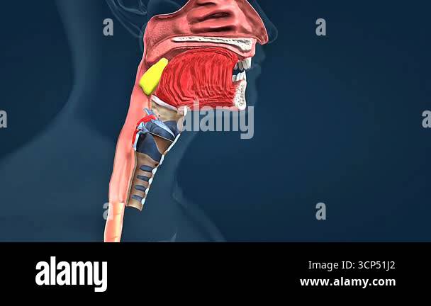 3D animation illustrating the mechanism of swallowing, showing coordinated actions of mouth and ...