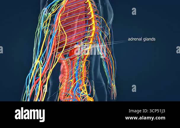 3D animation of adrenal glands, showing location, structure, and ...