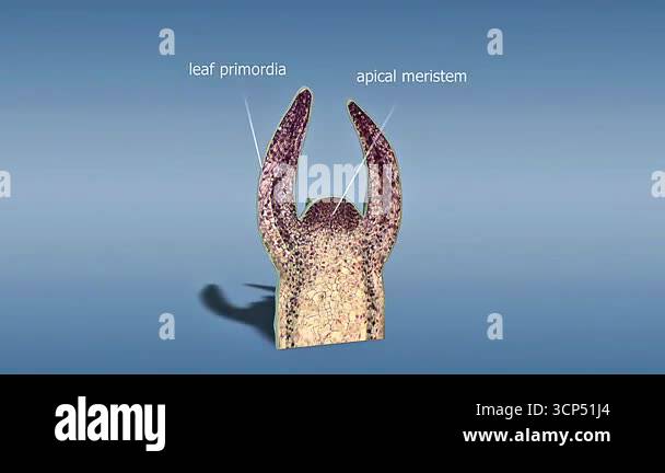 3D animation of plant meristematic tissue at shoot tip, showing cell ...