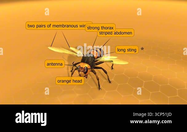 3D animation of Asian giant hornet worker, showing its anatomy, size ...