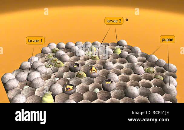 3D animation of life cycle of Asian giant hornet, showing egg, larva ...