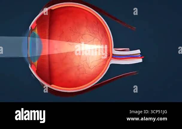 3D animation of cutaway human eye, showing cornea, lens, retina, optic ...