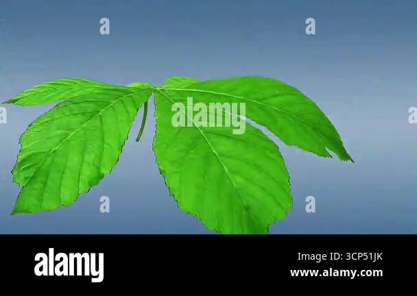 3D animation of plant vascular tissue, illustrating xylem and phloem ...