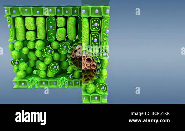 Leaf tissues Stock Videos & Footage - HD and 4K Video Clips - Alamy