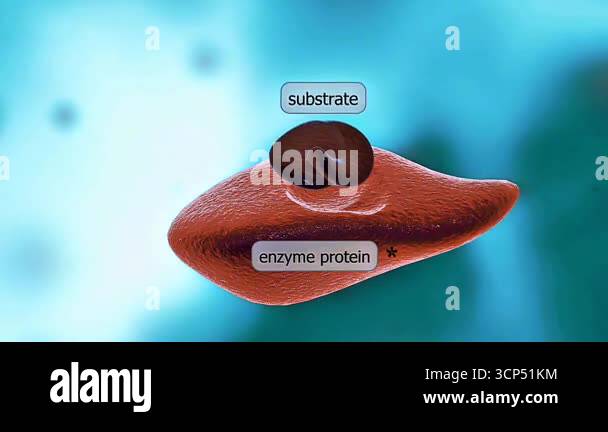 3D animation showing enzymes binding substrates at the active site ...