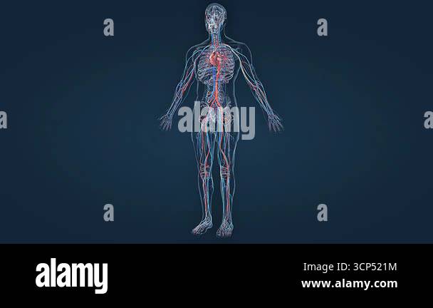3D animation of human circulatory system, showing heart, blood vessels ...
