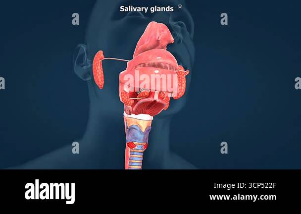 Salivary gland anatomy Stock Videos & Footage - HD and 4K Video Clips ...