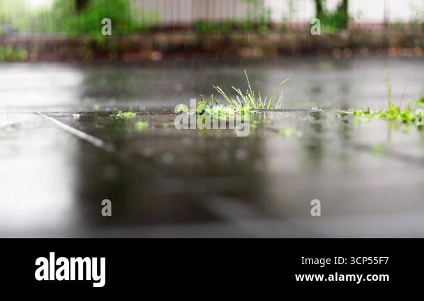 Raindrops on the road for the background. Asphalt is wet due to puddles ...