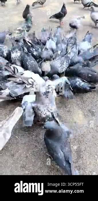 A flock of urban pigeons huddled tightly together, pecking at grain on ...