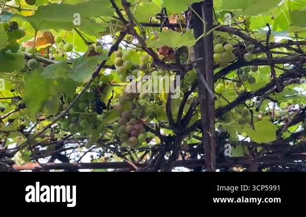 Close-up of grapevine with green leaves and grape clusters natural ...