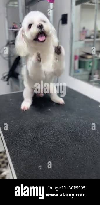 Maltese dog happy after haircut and clapping front paws. grooming salon ...