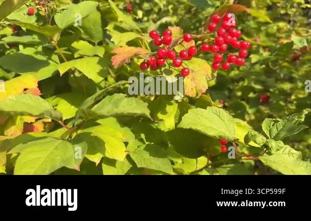 Close-up of a viburnum bush with bright red berries a symbol of ...
