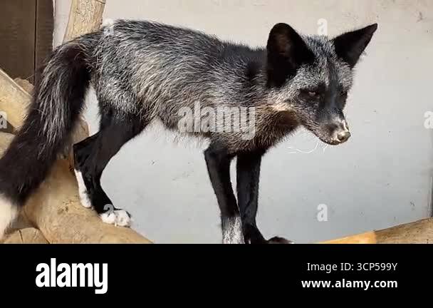 A close-up of a silver fox balancing on tree branches at a zoo ...