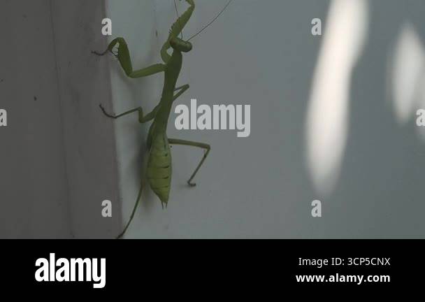 Big mantis Stock Videos & Footage - HD and 4K Video Clips - Alamy