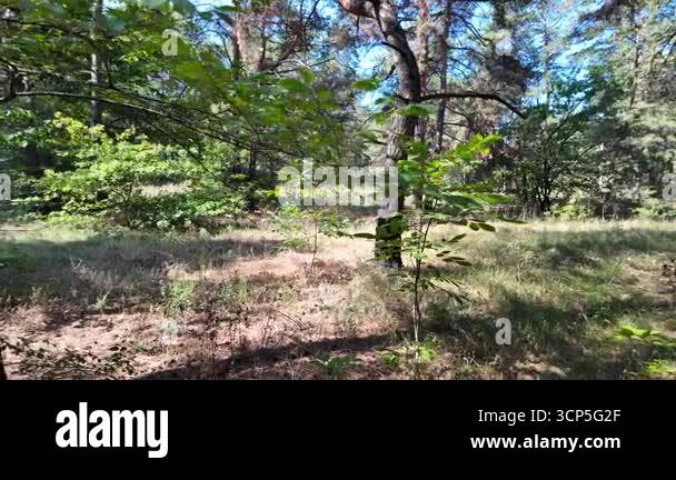 pine forest. walk in the forest. 4k video 24 frames and motion blur ...