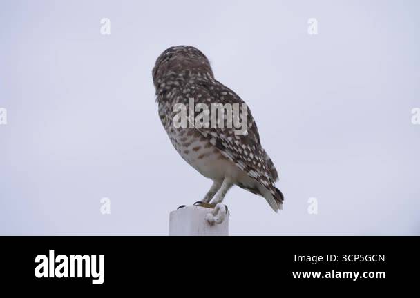 Burrowing owl with intense stare perched on post under cloudy sky. High ...