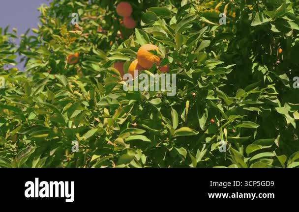 Ripe orange fruit nestled deep within dense green foliage on a citrus tree. Subtle lighting and ...