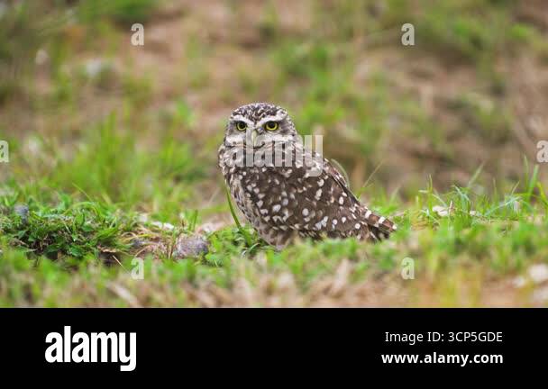 Burrowing owl standing alert on the ground in natural habitat. High ...