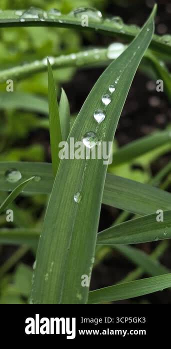 Close-up of green grass blades with spherical water droplets aligned ...