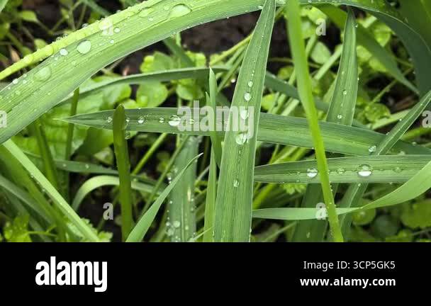 Close-up of green grass blades with spherical water droplets aligned ...