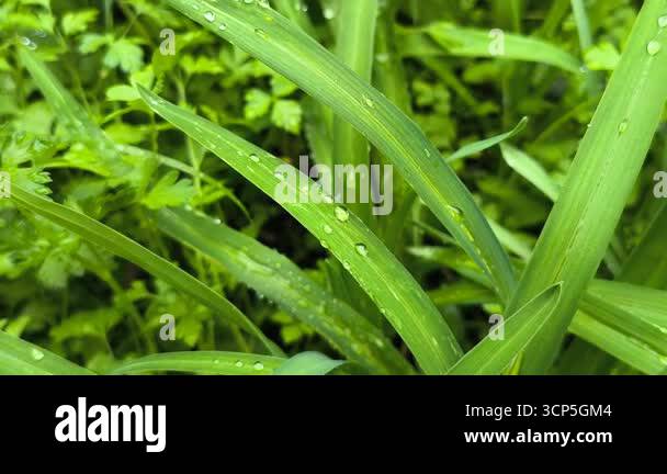 Close-up of green grass blades with spherical water droplets aligned ...