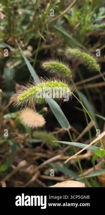Close-up of green foxtail grass (Setaria viridis) with fuzzy bristles ...
